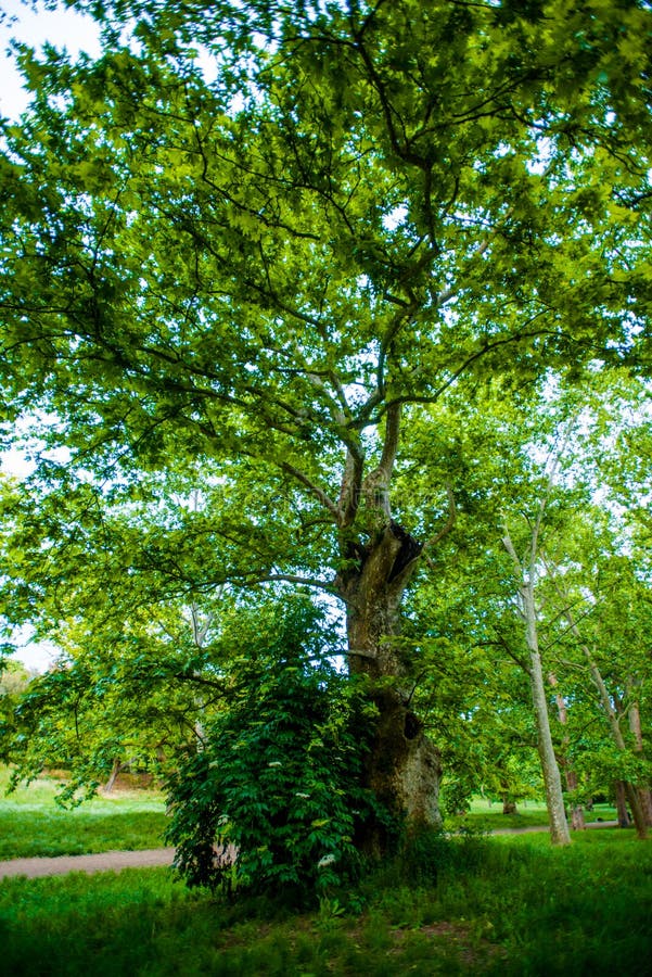 Park Greenery and Trees Tree Bushes and Hanging Leaves from Trees Green ...