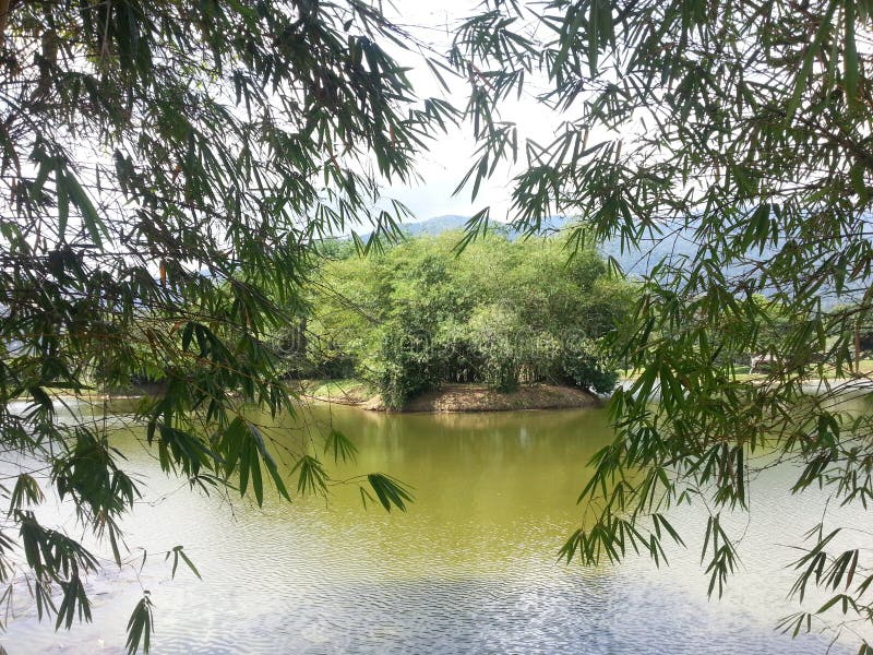 Cool View of the Forest in the Afternoon Stock Photo - Image of ...