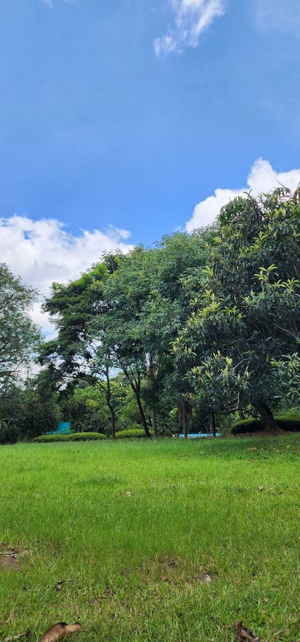 Park Inside the Metropolis with Trees and Grass Stock Photo - Image of ...