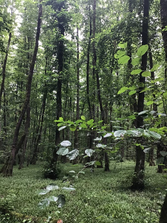 Park in iran stock photo. Image of iran, beautiful, park - 246327672