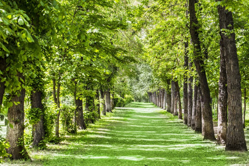 Landscape Park Allee Nature Stock Photo - Image of park, foliage: 35509966