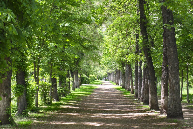 Park landscape alley stock photo. Image of environment - 51350980