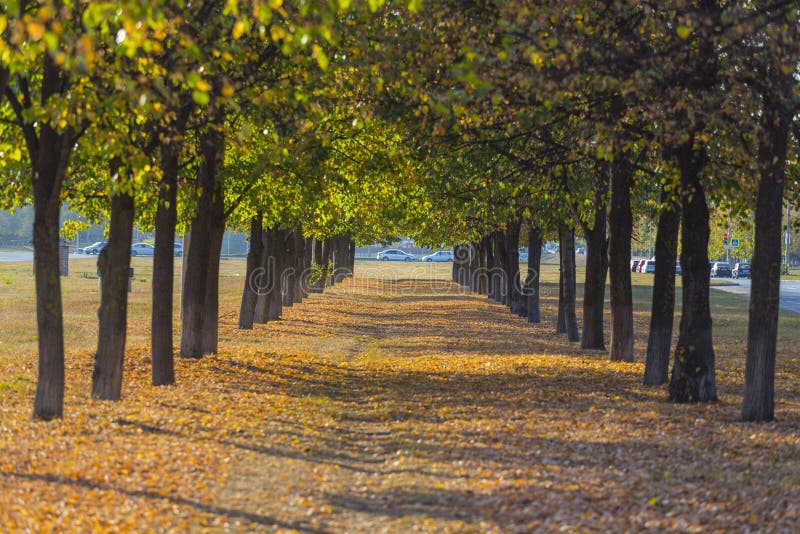Park Landscape with a Long Alley Stock Photo - Image of park, natural ...
