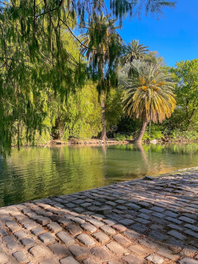 Park Landscape with Palm Trees Water and Trees Stock Image - Image of ...