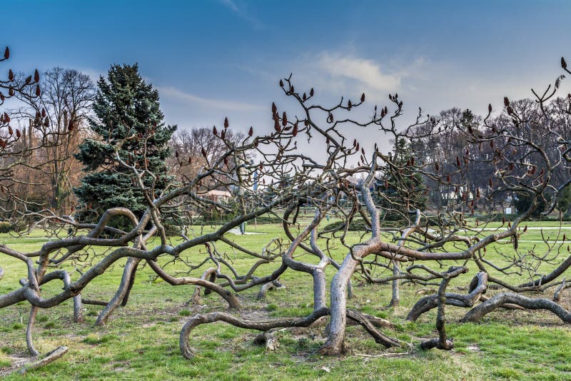Park Landscape in the Spring Time in Bucharest Stock Image - Image of ...