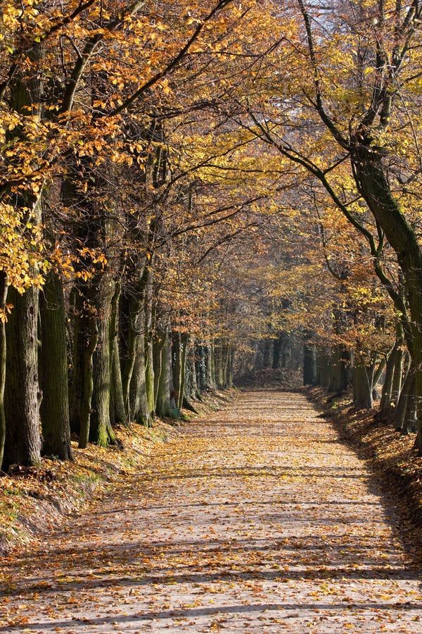 Path in forrest stock photo. Image of tree, road, green - 17347562
