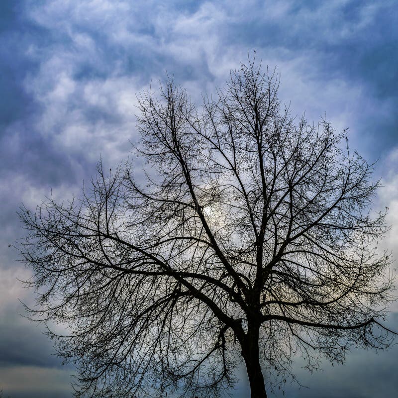 Park Leave less Trees stock photo. Image of cloudy, outdoor - 125855548