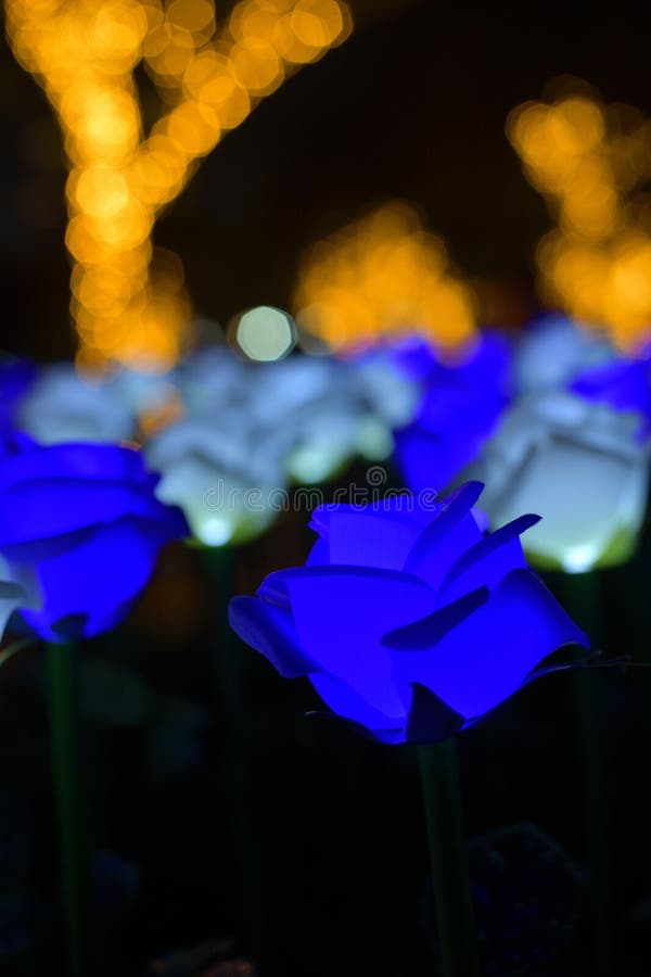 Park Light LED Rose Garden Luminous Stock Photo - Image of date, hong ...