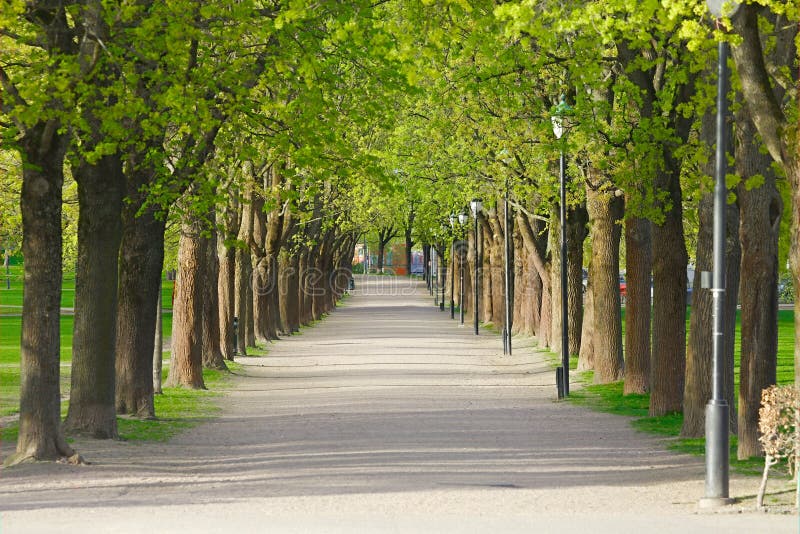 PArk with line of trees stock image. Image of clean - 113017707