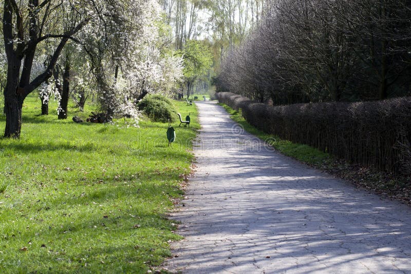 Park with a Long Road Along the Trees. the Green Park in the Spring Day ...