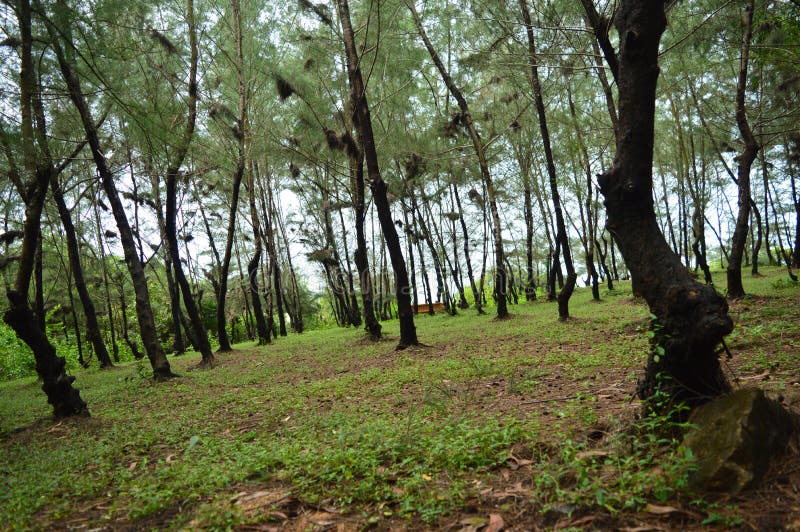 Park with Lot of Trees Makes Mind Relaxing Stock Photo - Image of ...
