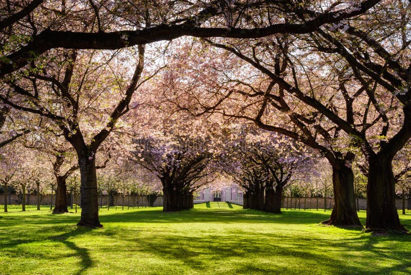 Blossoming Trees in Warm Evening Sunlight Stock Photo - Image of avenue ...