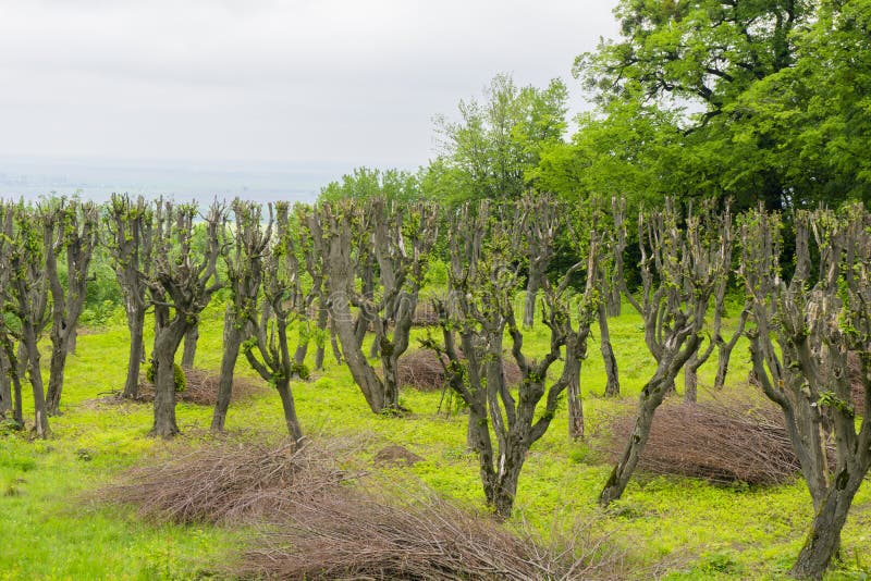 Park with lots of trees stock photo. Image of natural - 55268142