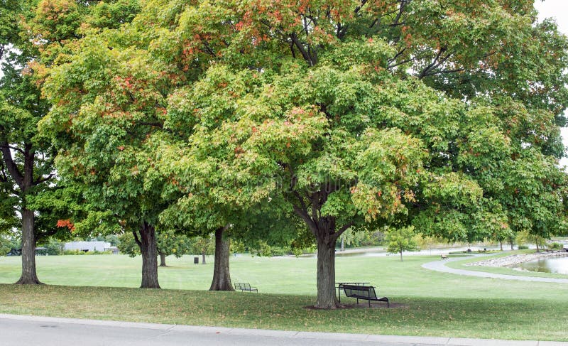 Park Maple Trees in Early Autumn Stock Photo - Image of tranquil, lawn ...