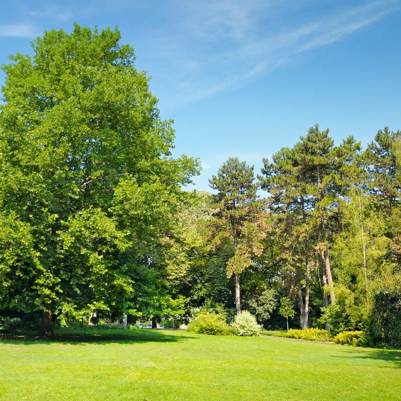 Park, meadow and blue sky stock photo. Image of lawn - 71014414