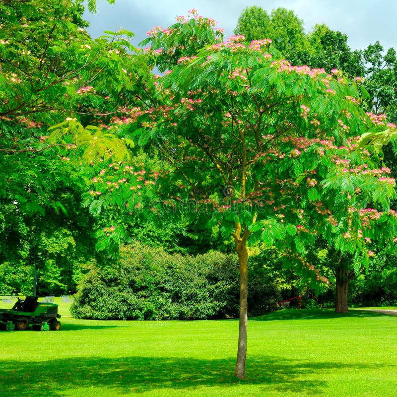 Park,meadow and blue sky stock image. Image of forest - 72524903