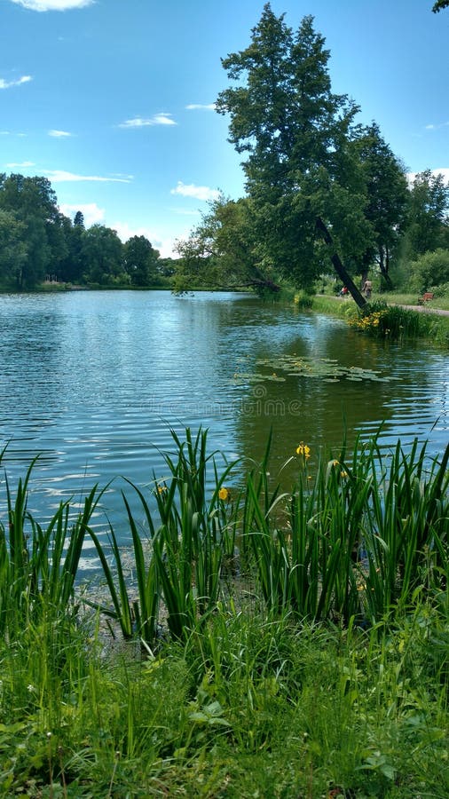 The park near river. stock photo. Image of trees, flowers - 94984326