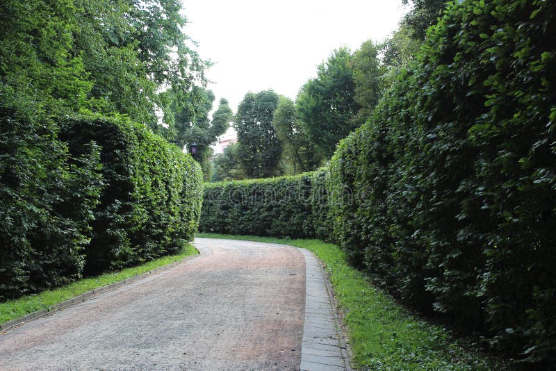 Park with Nice Promenade Path and Green Bushes Stock Image - Image of ...