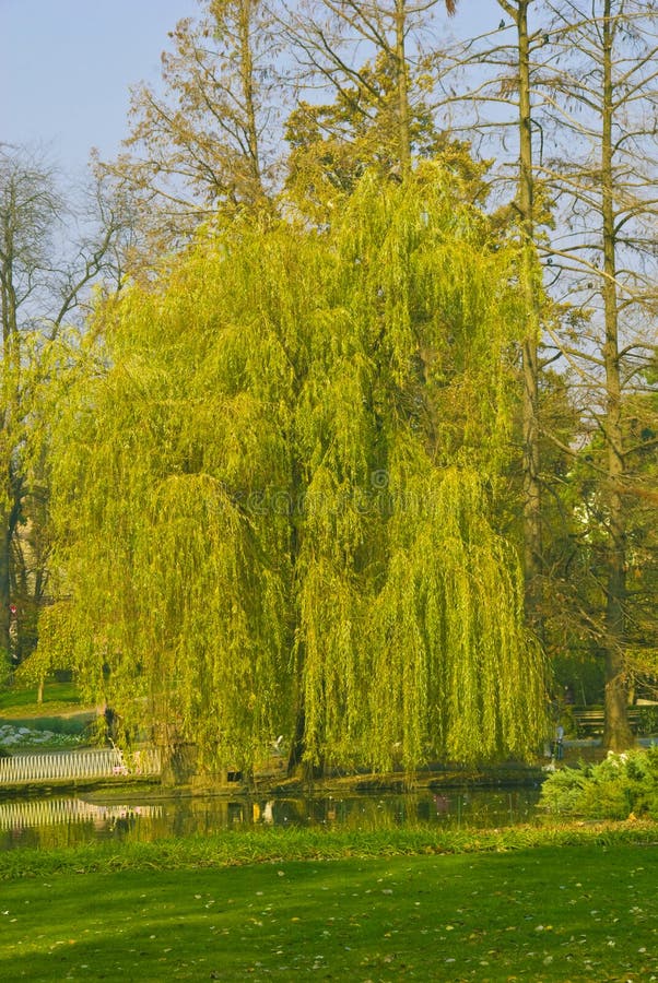 Park in November stock image. Image of fall, season, november - 7113575