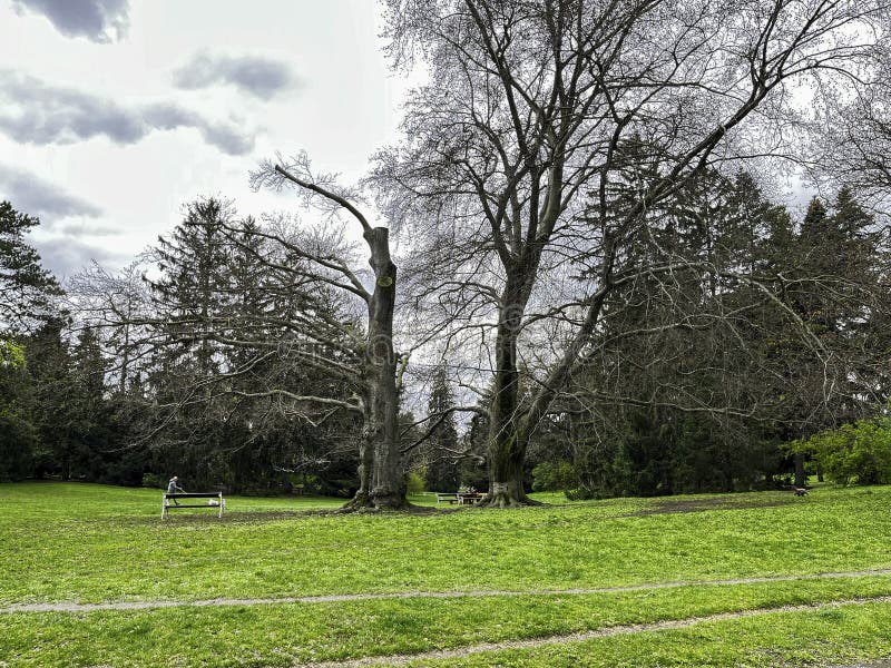 Park with Open Land, Trees Cut Down and Empty Bench Stock Photo - Image ...