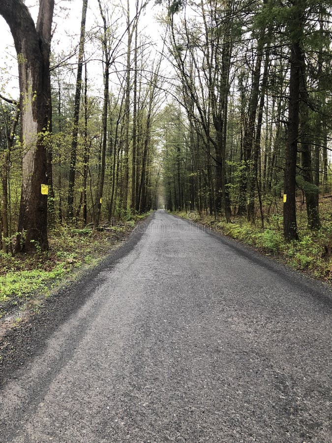 Rainy May Morning stock photo. Image of hour, cute, landscapes - 246863578