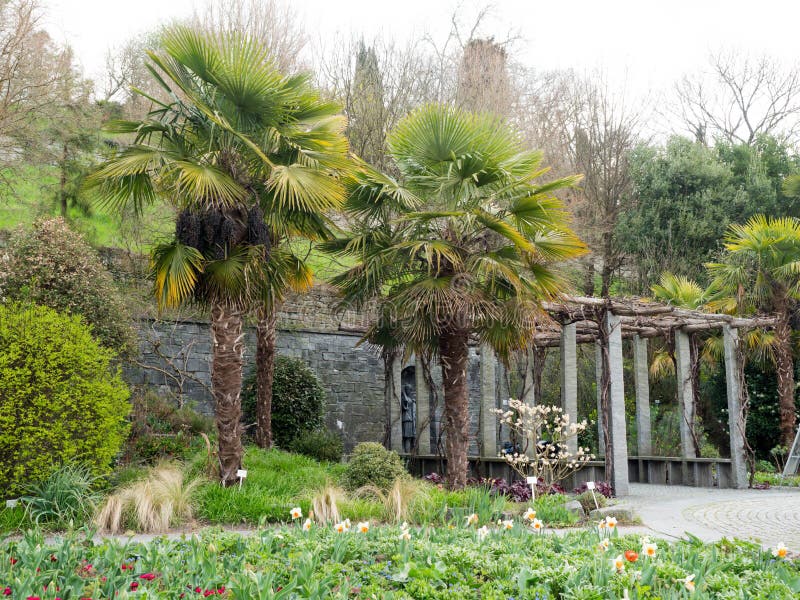 Park with Palm Trees on the Island of Mainau in Germany. Stock Image ...