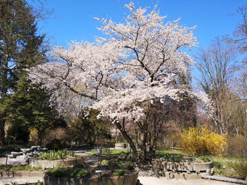 Park, Ulm Grmany stock photo. Image of tree, germany - 177694650