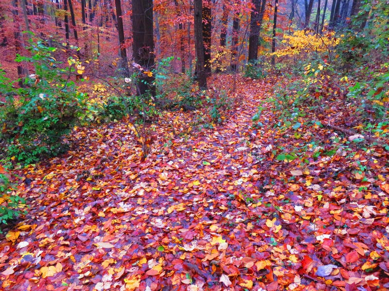 Park Path in Autumn in November Covered with Leaves Stock Photo - Image ...