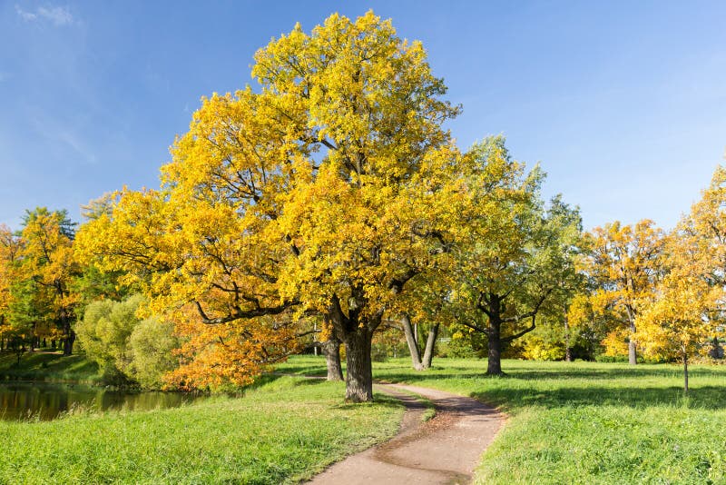 Park path with oak trees stock image. Image of tree, yellow - 27064791