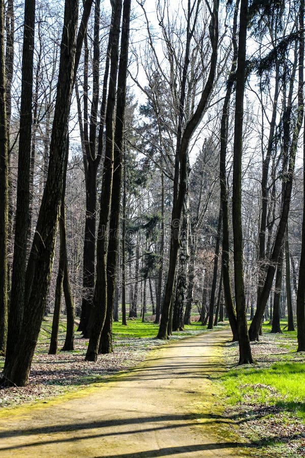Park - Path among Trees on the Sunny Day Stock Photo - Image of outside ...