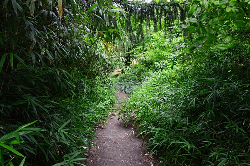 Pathway To Bamboo Forest of Monoculture Phyllostachys Bamboo Foliage ...