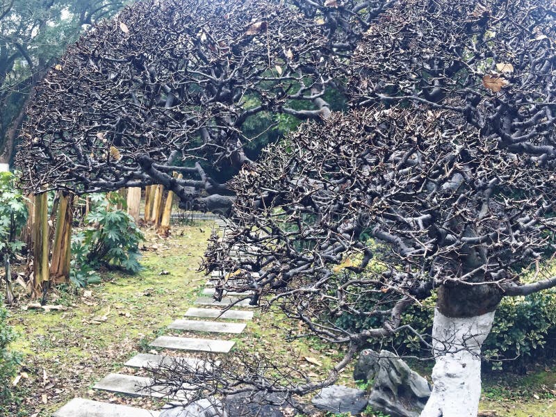 Dragon pine bonsai stock photo. Image of cycadis, pavilions - 108088178