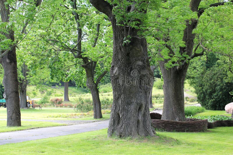 Park Place with Green Grass and Trees Stock Photo - Image of leaves ...
