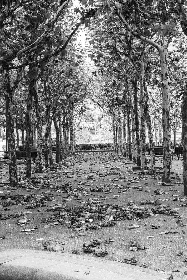Park with plane trees stock image. Image of sycamore - 152913095
