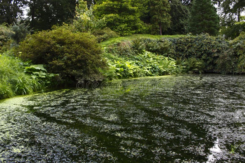 Park pond stock photo. Image of plant, grass, park, duckweed - 13297952