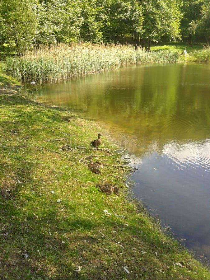 Park pond stock photo. Image of natural, pont, outdoor - 40811672