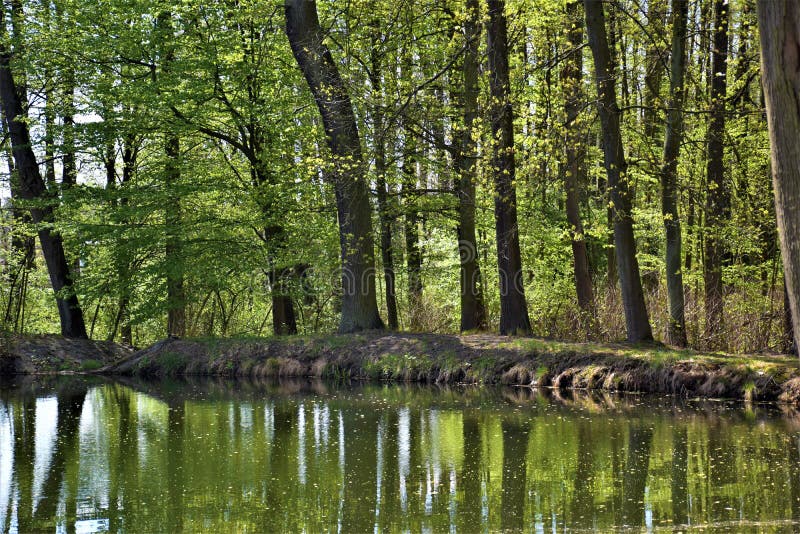 Pond in the park editorial image. Image of lying, long - 191503220