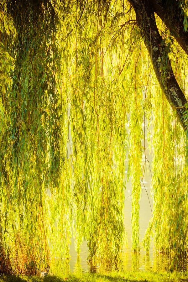 Park with Pond and Willow Trees Stock Image - Image of outside, water ...