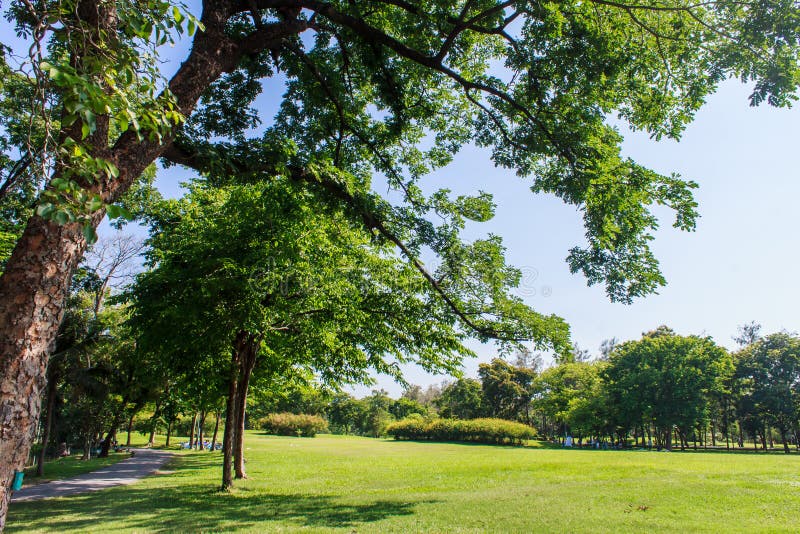 The park relaxation stock photo. Image of forest, bangkok - 63851316