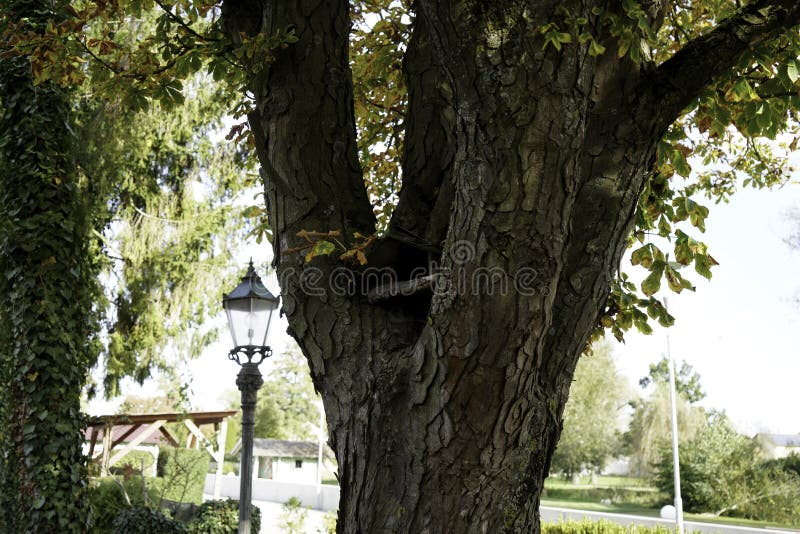 Park for Rest with Lush Greenery Stock Image - Image of countryside ...