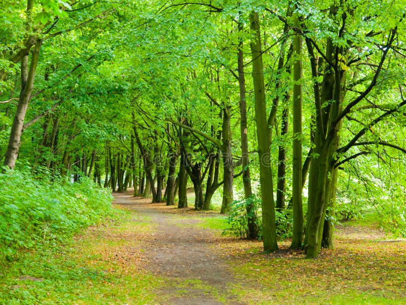 Park road in greenery stock photo. Image of road, park - 45021854