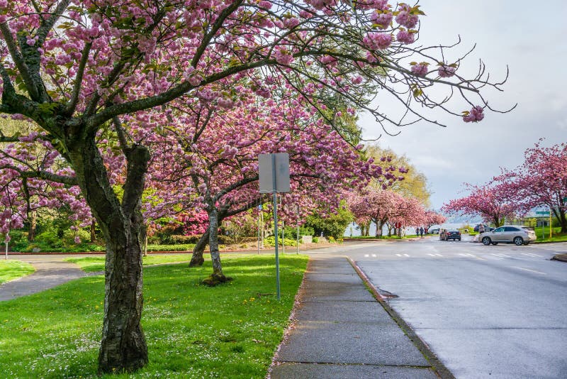 Park Roadside Blossoms 9 stock photo. Image of blooming - 246749406