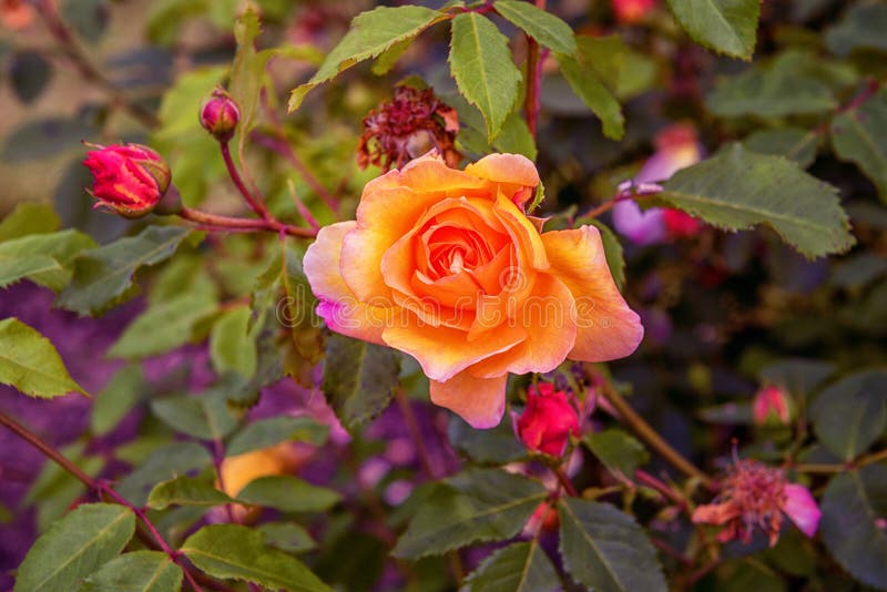 Park Roses with Long Flowering, for Decorating Park Areas and Gardens ...
