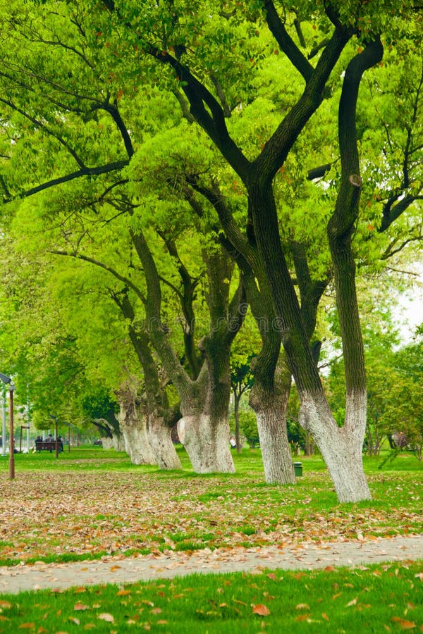 Park a Row of Large Plane Trees Stock Image - Image of green, spring ...