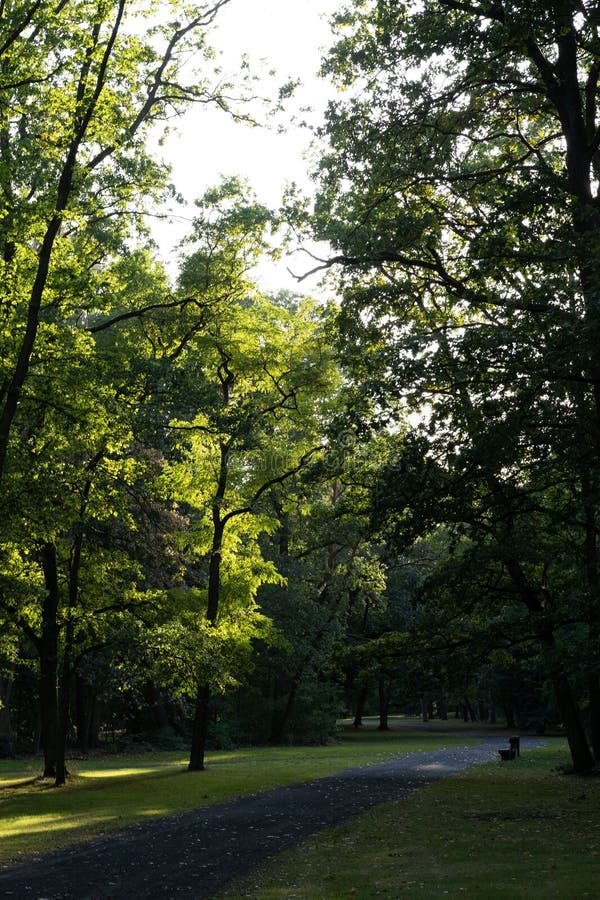 Park Scene Featuring a Pathway Lined with Lush Green Trees, Illuminated ...