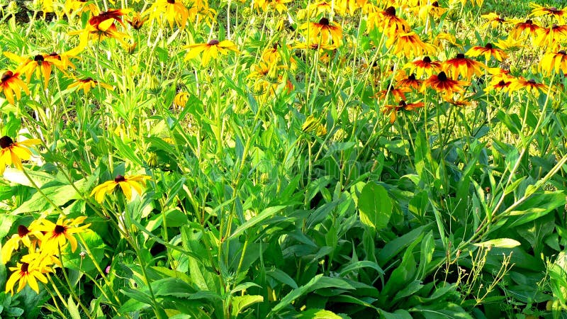 Park in September on a Clear Sunny Day Stock Photo - Image of road ...