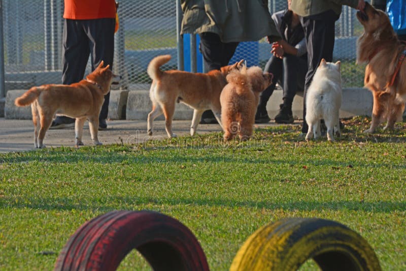 A Dog Gathering in the Park, Full of Lively Moments of Sniffing ...