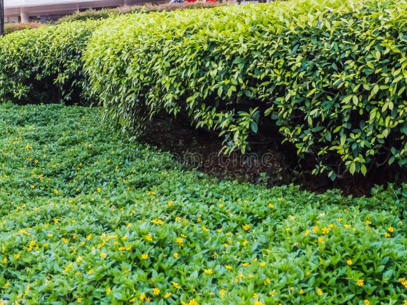 Park with shrubs. stock photo. Image of tall, green, nature - 94978450