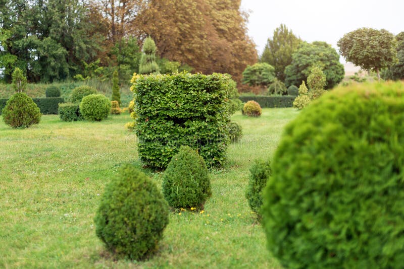 Park with Shrubs and Green Lawns, Landscape Design. Topiary, Green ...