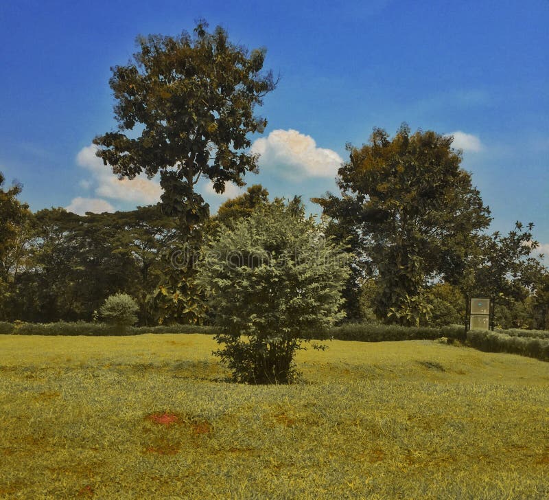 Park stock image. Image of tree, park, simple, beautiful - 147827645